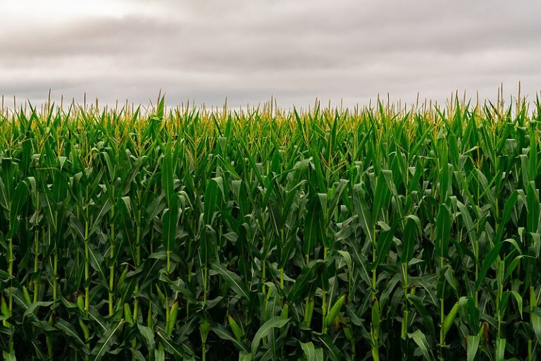 Tariffs Threaten Shift to Higher Corn Acres in 2025 - Farm Policy News