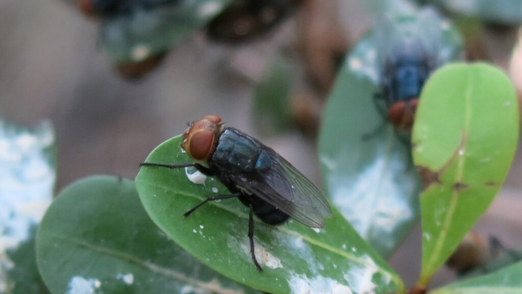 Human Case of New World Screwworm Confirmed in US - Farm Policy News