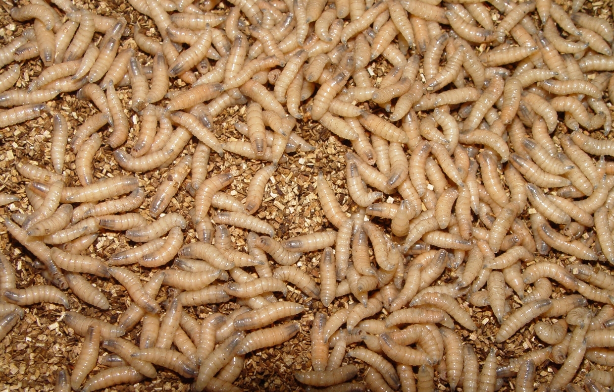 Cattle Industry Concerned Over Screwworm Reporting Delay - Farm Policy News